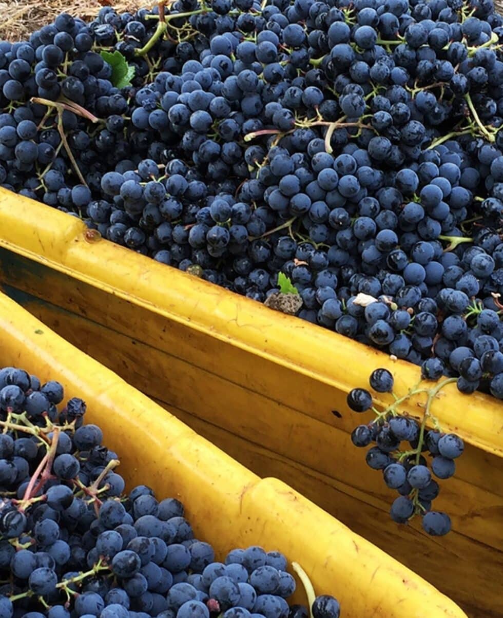 About | Cornerstone Cellars - One of the Best Napa Valley Wineries